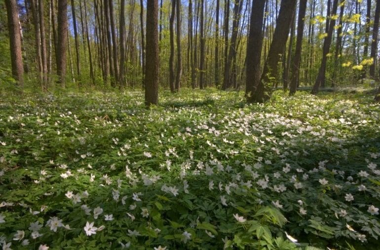 Bosbloemen: Kleurenpracht in het bos - OutdoorNow