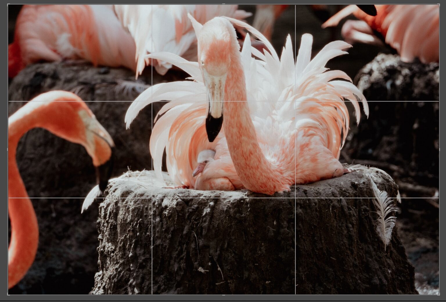 De regel van derden in fotografie: tips en voorbeelden uit de natuur ...
