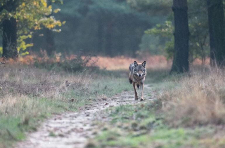 Wolven in Nederland: De terugkeer van een iconische roofdier - OutdoorNow